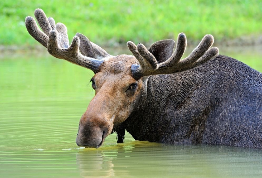 Séjour linguistique au Canada : gros plan sur la riche faune du pays - LEC